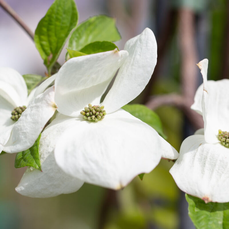 Cornus | Frank P Matthews