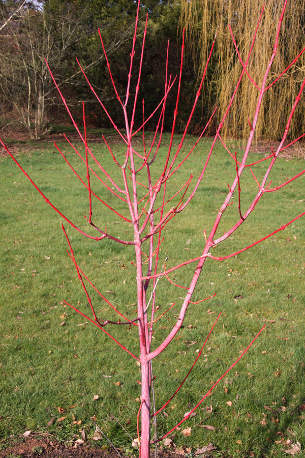 Acer x conspicuum 'Phoenix' | Frank P Matthews
