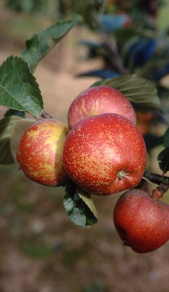 Captain Kidd | Frank P Matthews