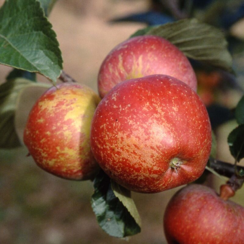 Captain Kidd | Frank P Matthews