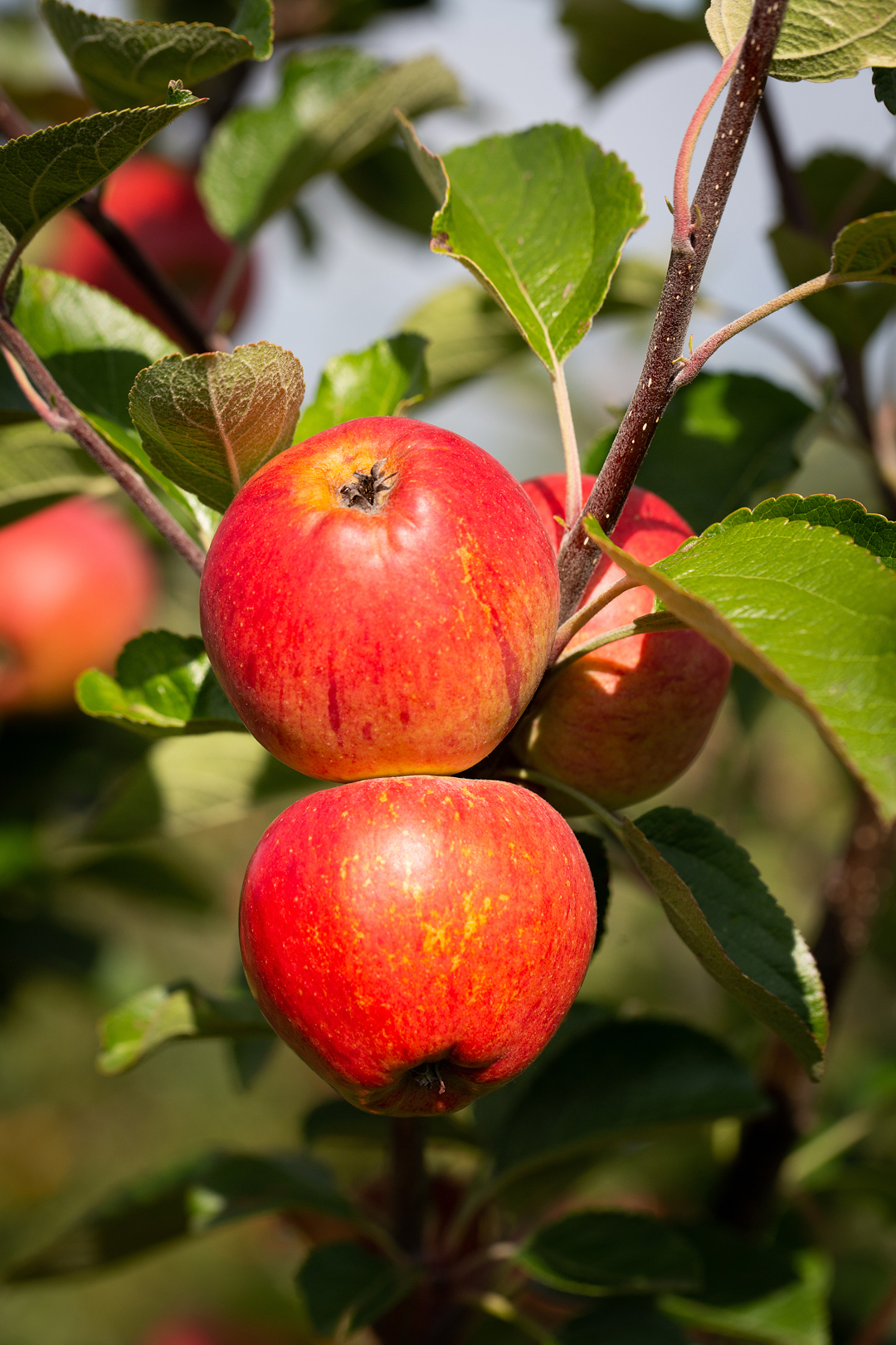 Captain Kidd | Frank P Matthews