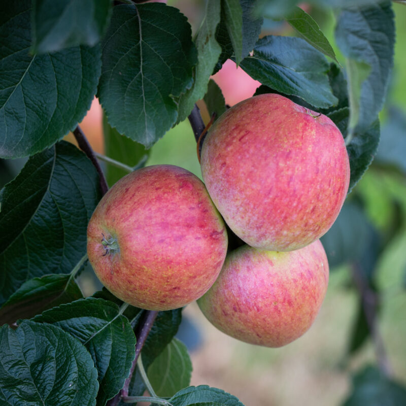 Captain Kidd | Frank P Matthews