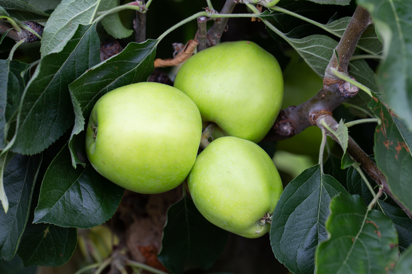 Morgans Sweet | Cider Apple Tree | Fruit Trees | Frank P Matthews