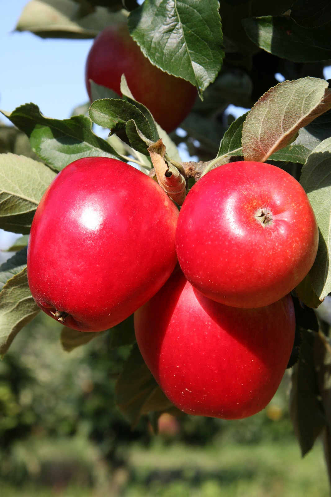 Prima | Frank P Matthews