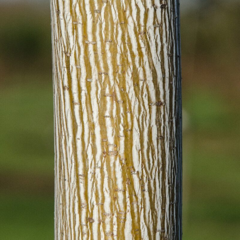 Acer tegmentosum 'Joe Witt' | Frank P Matthews