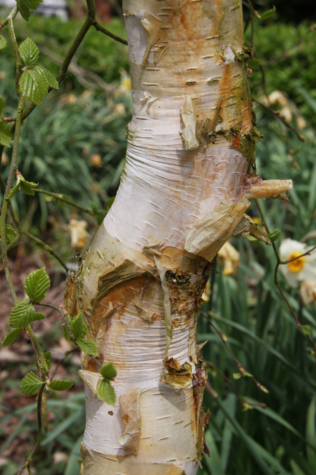 Betula pendula 'Spider Alley' | Frank P Matthews