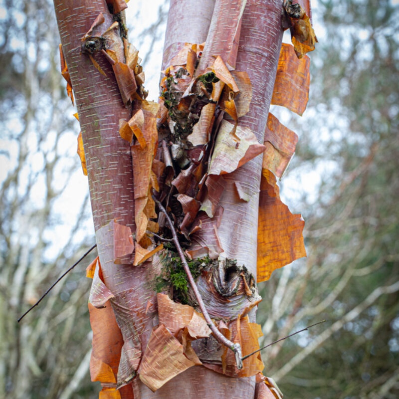 Betula utilis subsp. albosinensis 'China Ruby' | Frank P Matthews