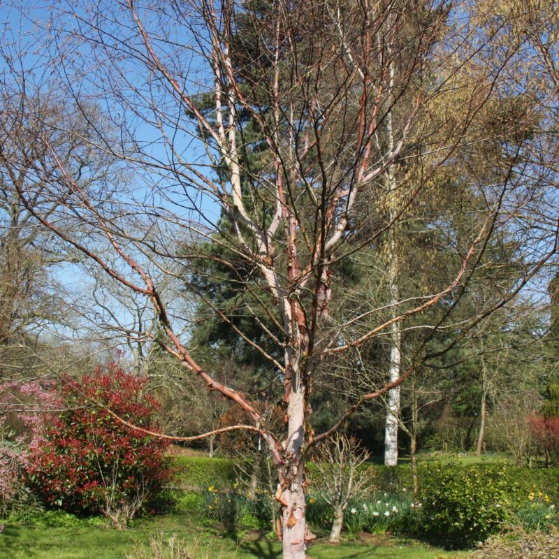 Betula utilis subsp. albosinensis 'Red Panda' | Frank P Matthews