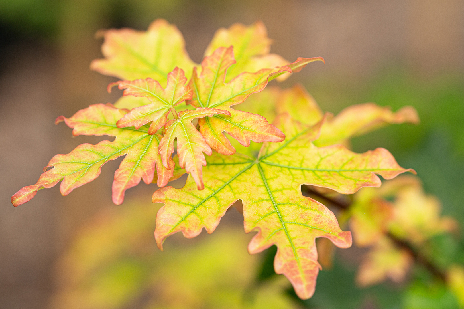 Acer Campestre Leaf