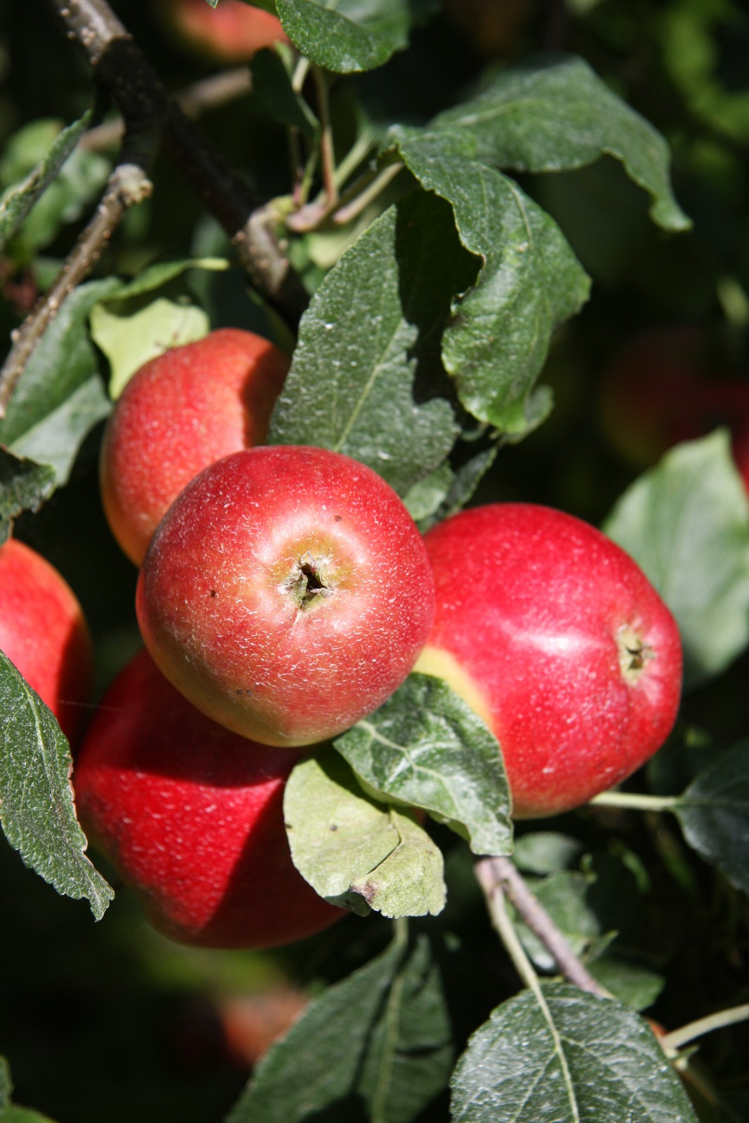 Park Farm Pippin | Frank P Matthews