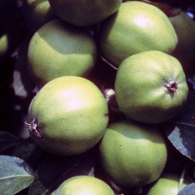 Early Victoria | Frank P Matthews