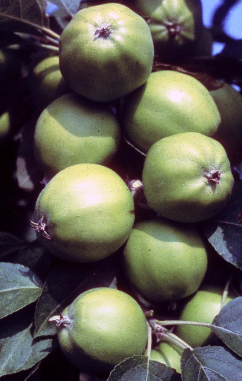 Early Victoria | Frank P Matthews