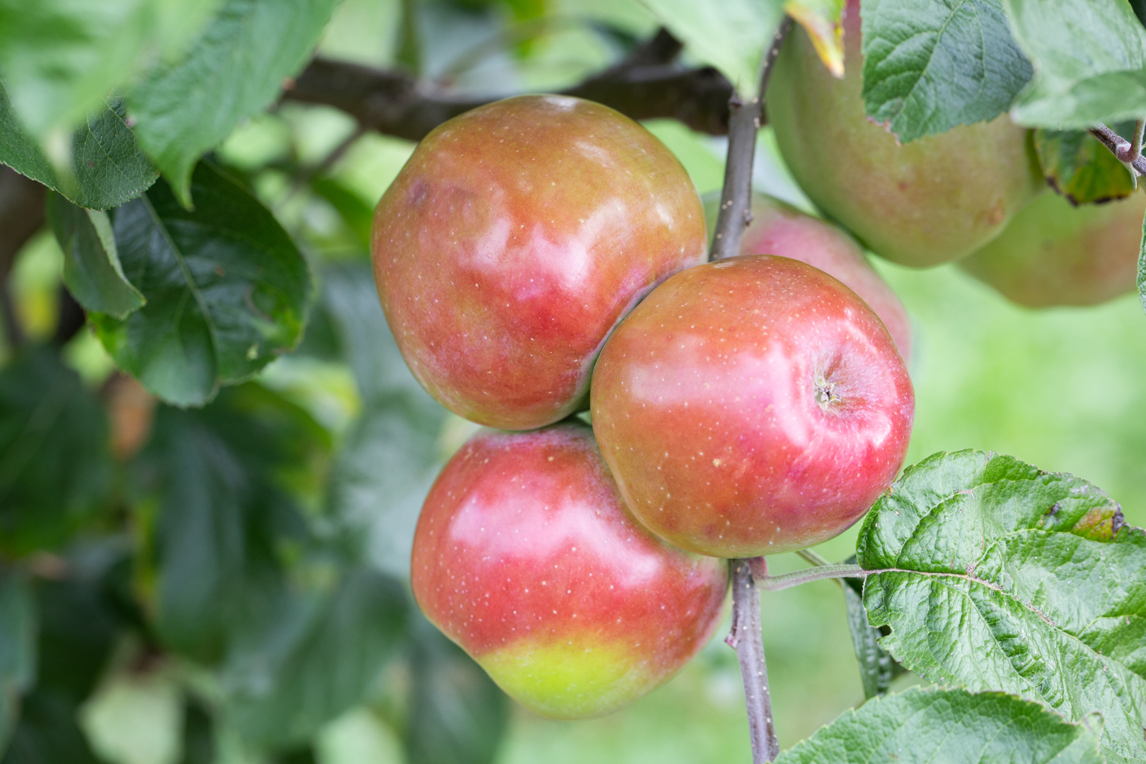 Northern Spy Apple