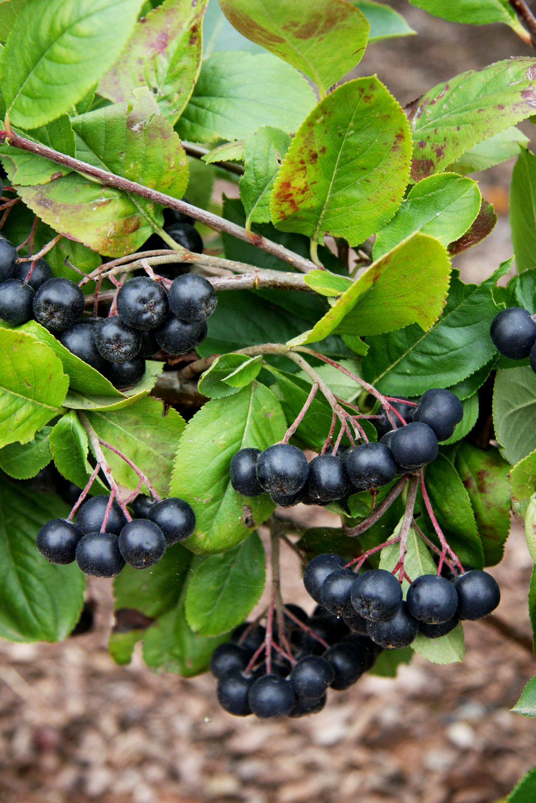 Nero | Frank P Matthews