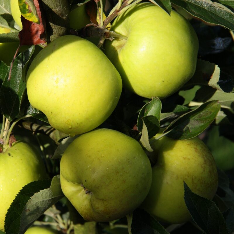 Grimes Golden | Frank P Matthews