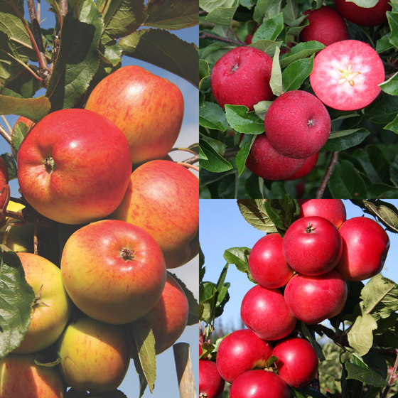 Red Devil, Rosette®, Christmas Pippin (Family) | Frank P Matthews