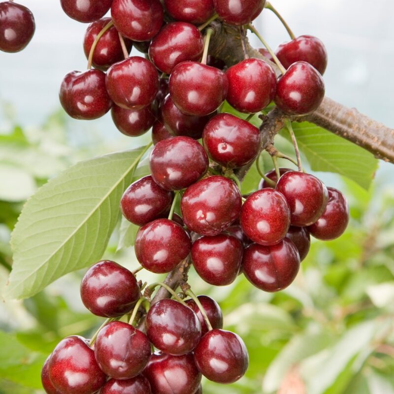 Meteor Korai | Frank P Matthews