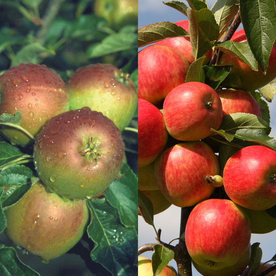 Red Falstaff®, Cox Self Fertile (Family) | Frank P Matthews