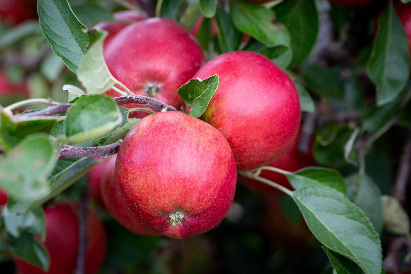 Braeburn Mariri Red® | Frank P Matthews