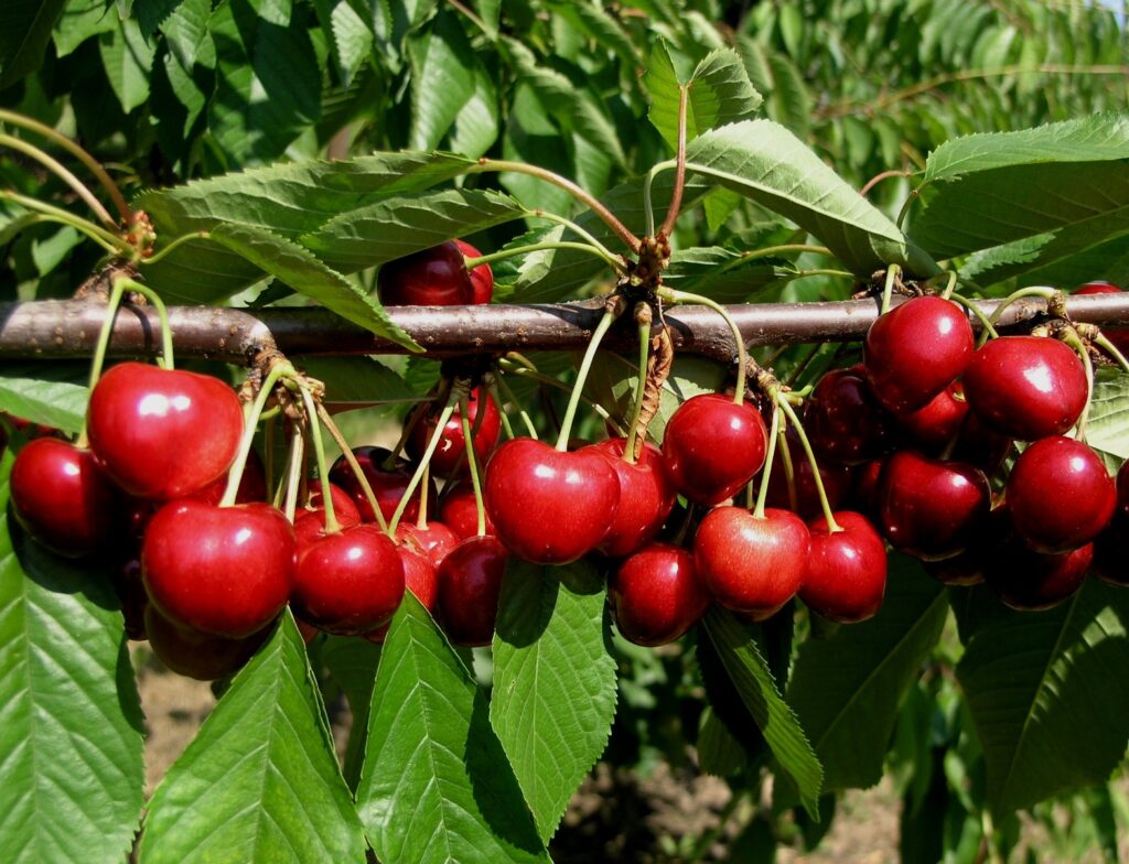 Tamara® | Frank P Matthews