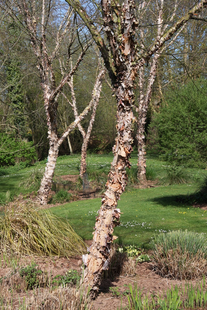Betula nigra | Frank P Matthews