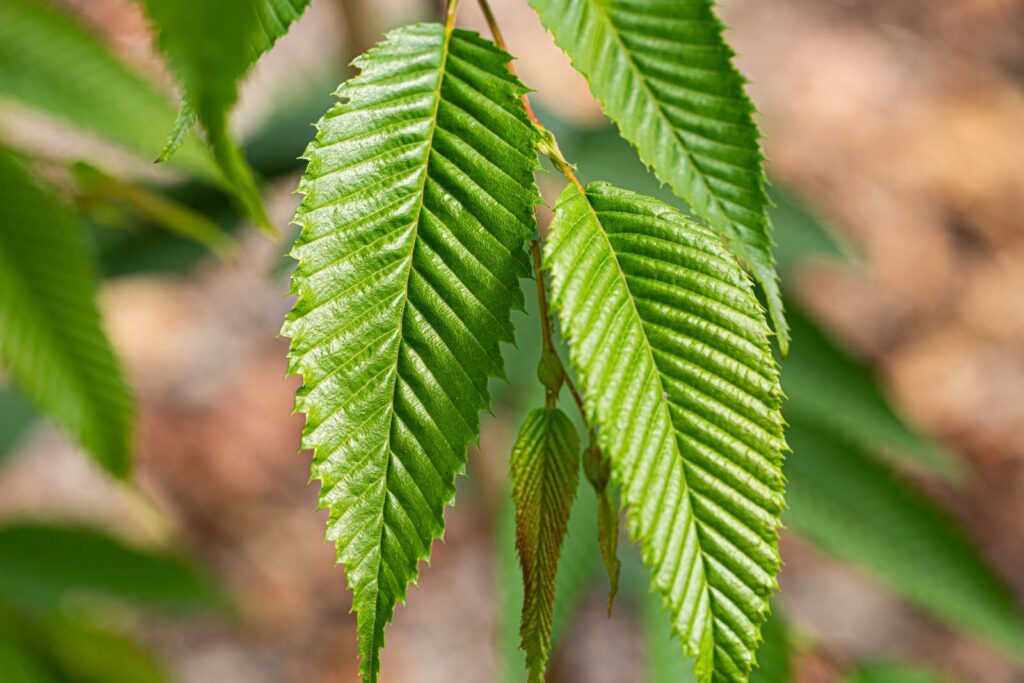 Carpinus japonica 'Chinese Lantern' | Frank P Matthews