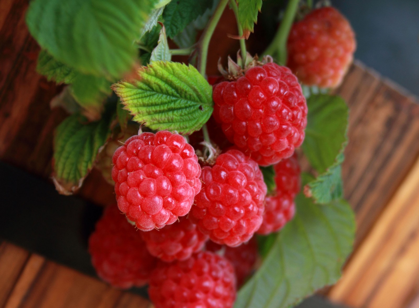 Ruby Beauty® | Frank P Matthews