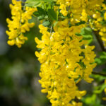 Laburnum anagyroides 'Yellow Rocket'® | Frank P Matthews