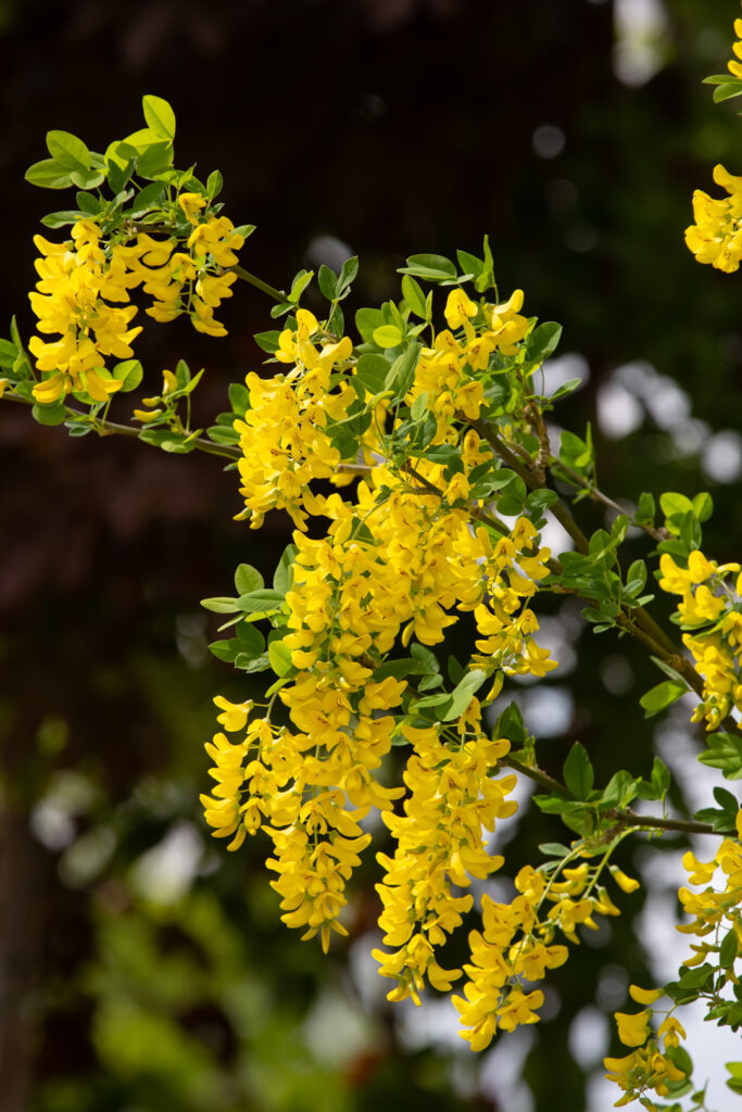 Laburnum anagyroides 'Yellow Rocket'® | Frank P Matthews