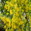Laburnum anagyroides 'Yellow Rocket'® | Frank P Matthews