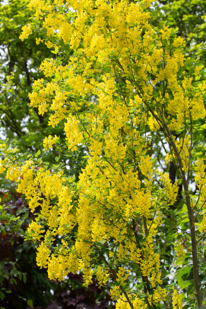 Laburnum anagyroides 'Yellow Rocket'® | Frank P Matthews