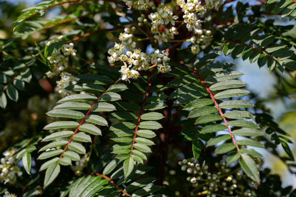 Sorbus bissetii 'Pearls' | Frank P Matthews