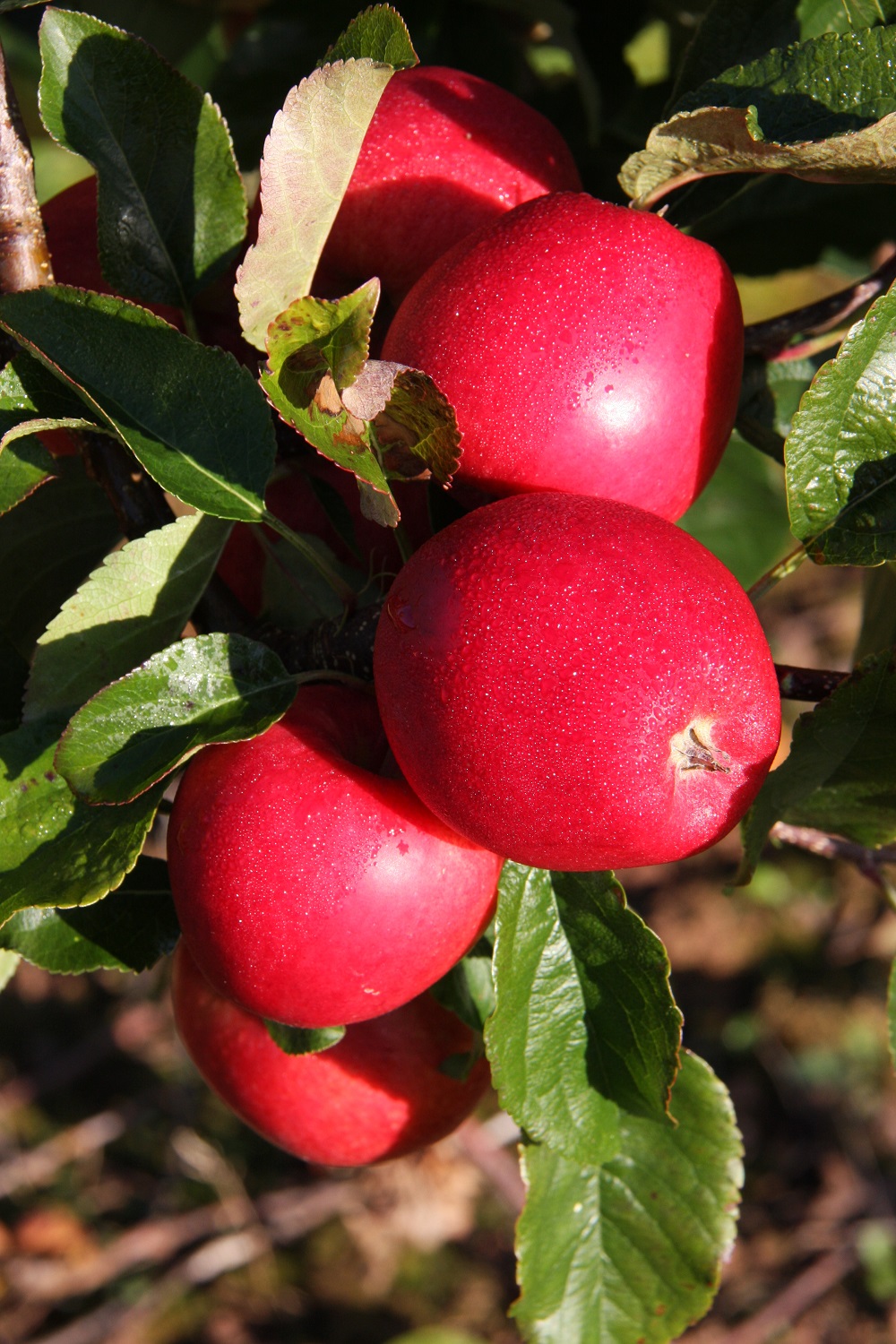 Gala Galaxy | Frank P Matthews