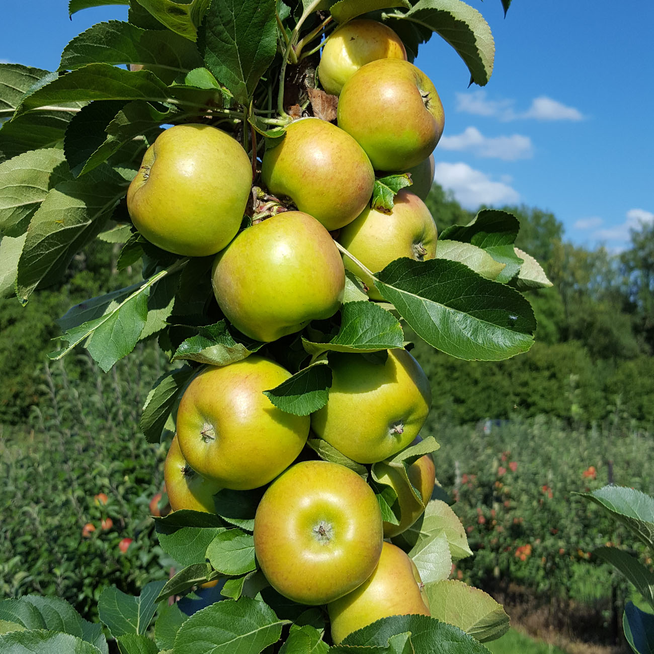 Rondo® | Frank P Matthews