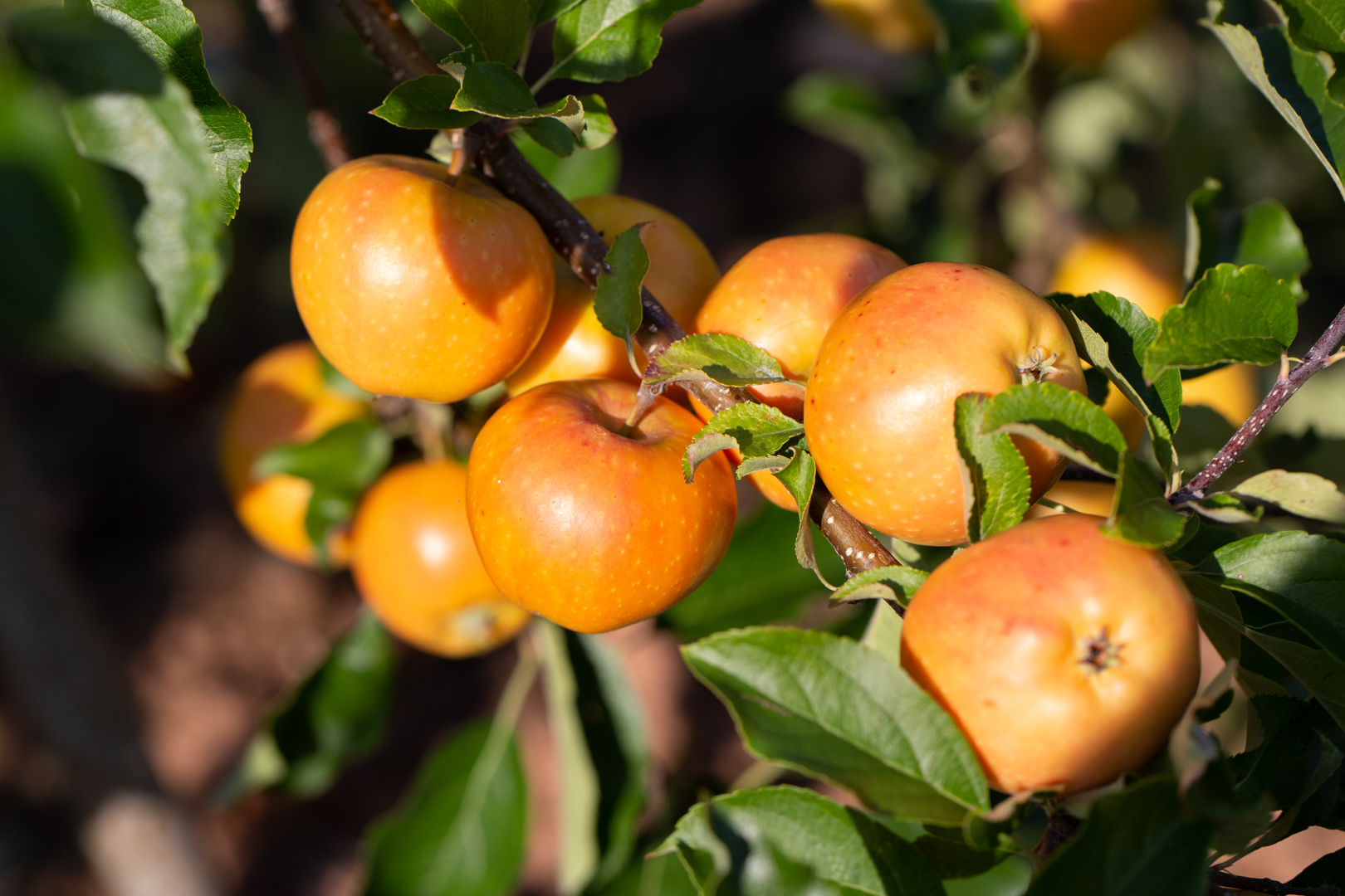 Sunburst | Frank P Matthews