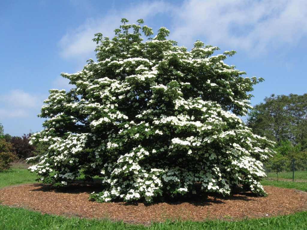 Cornus 'Venus' | Frank P Matthews
