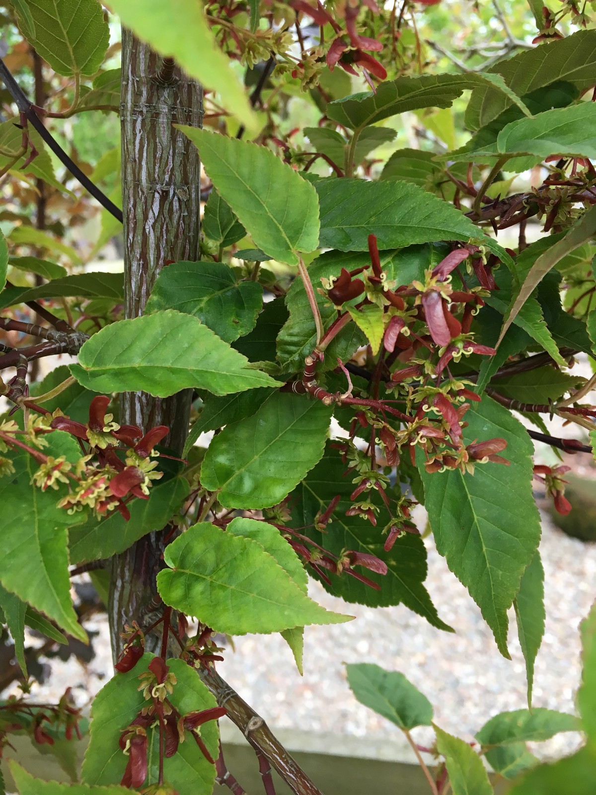 Acer davidii 'Serpentine'