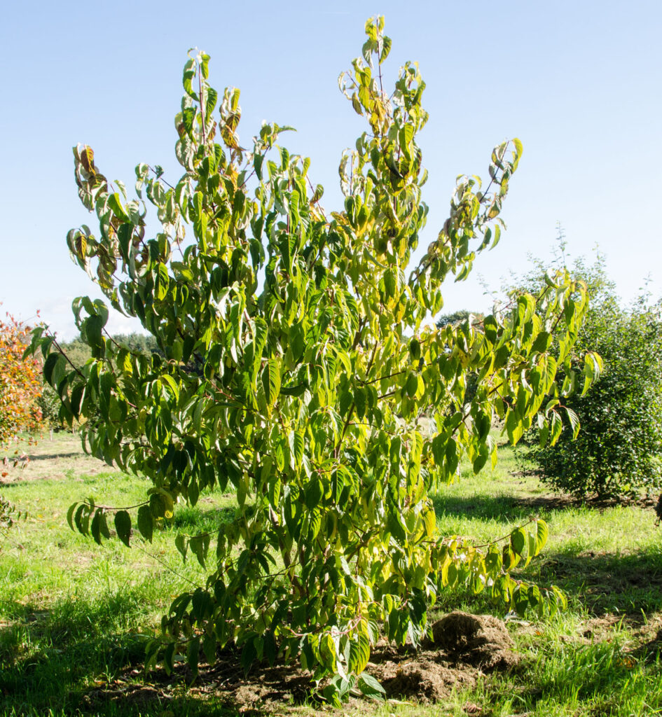 Cornus macrophylla | Frank P Matthews