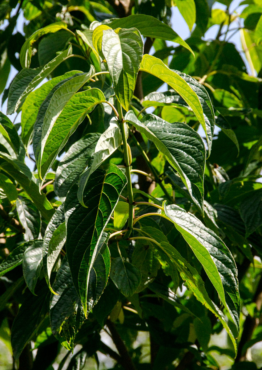 Cornus macrophylla | Frank P Matthews
