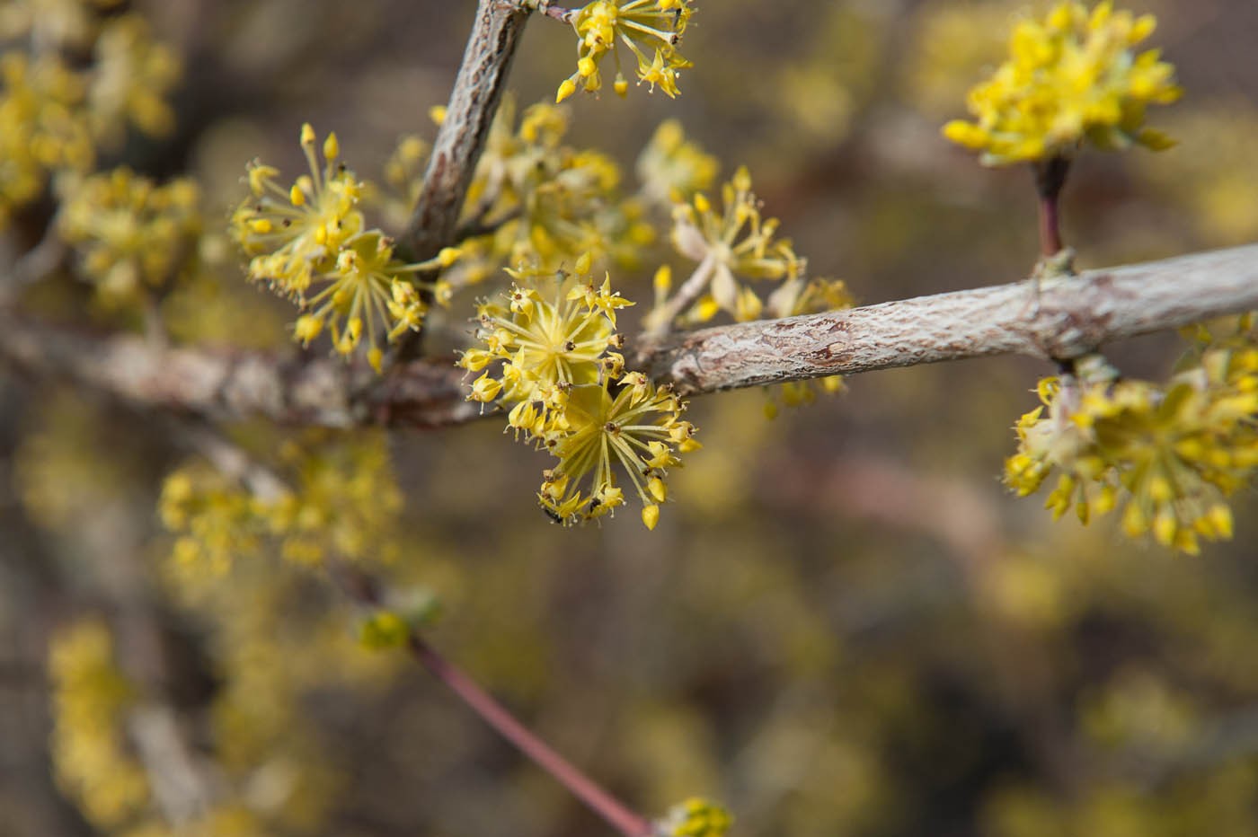 Cornus officinalis | Frank P Matthews