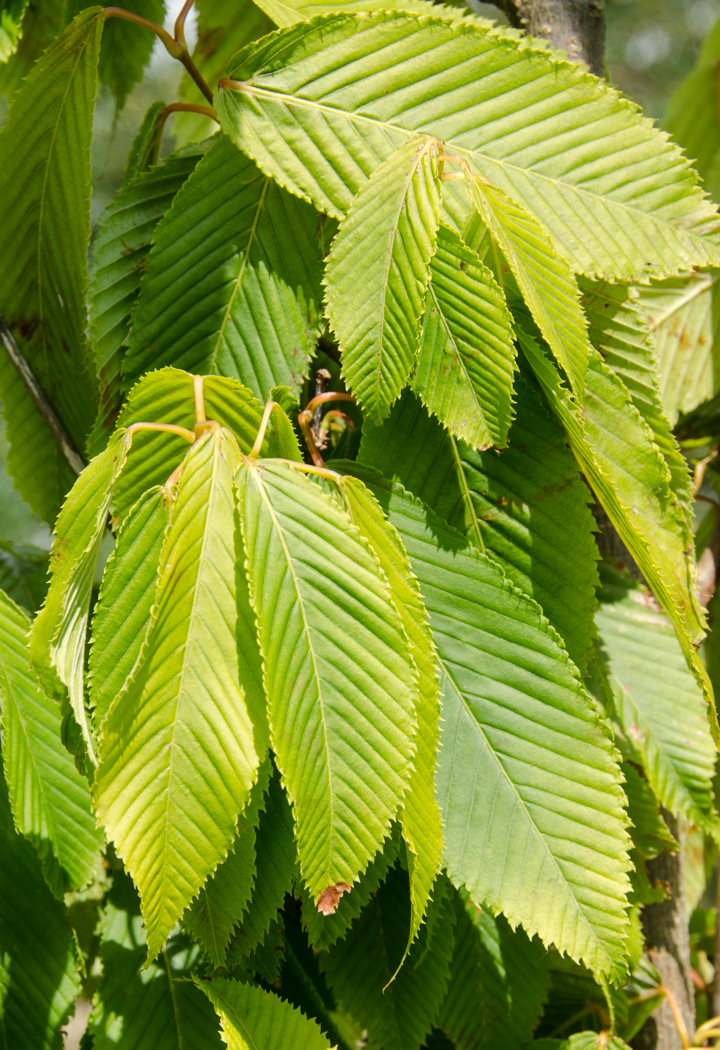 Acer carpinifolium | Frank P Matthews