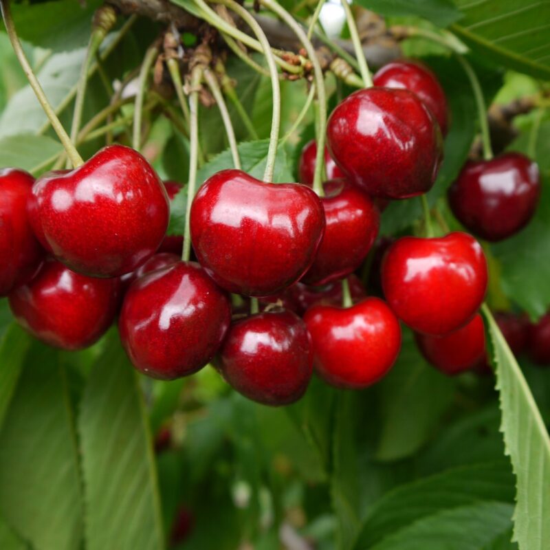 Pacific Red® | Frank P Matthews