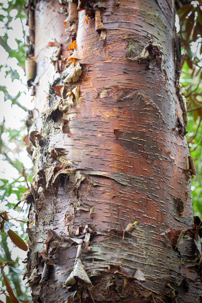 Betula utilis 'Park Wood' | Frank P Matthews