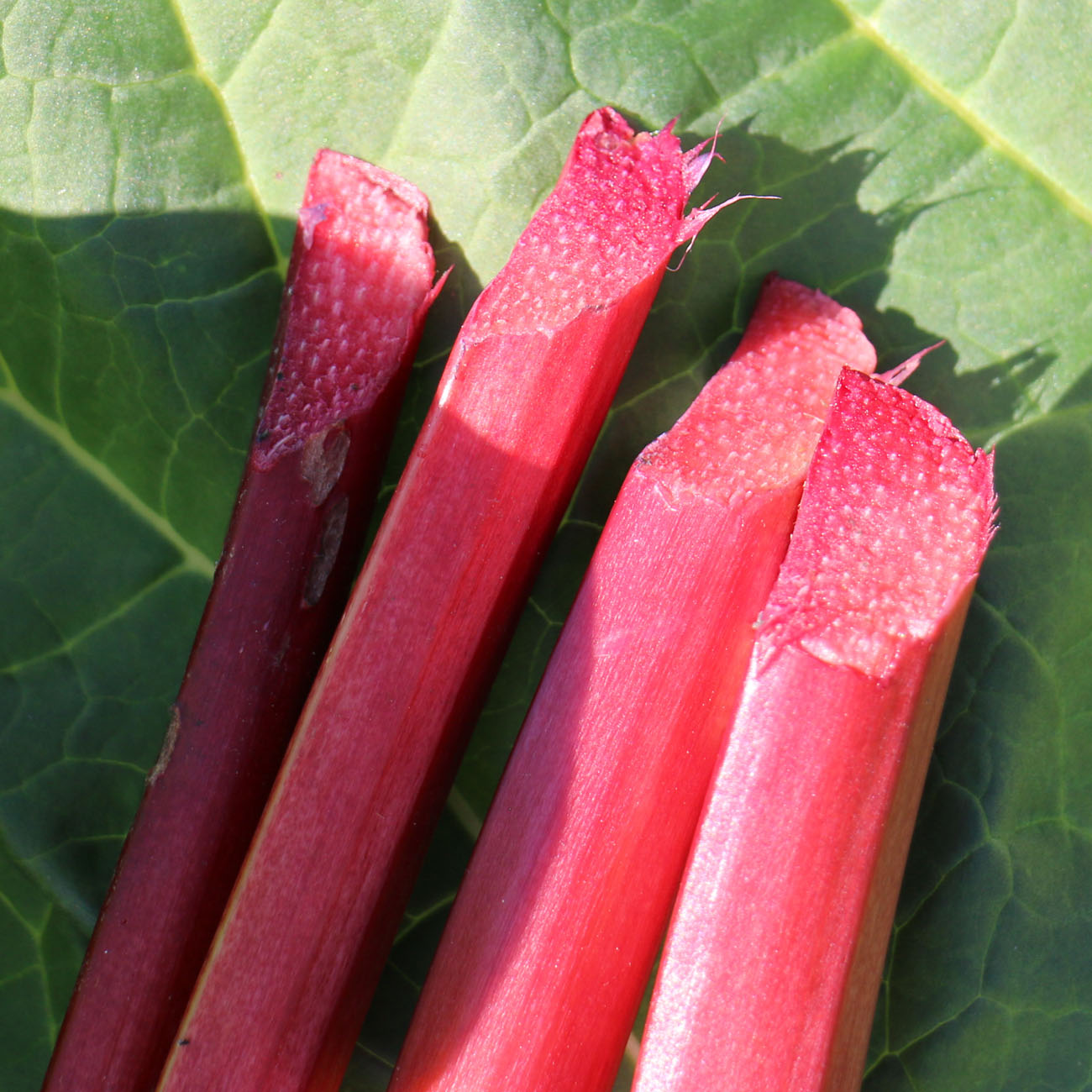 Canada Red | Frank P Matthews