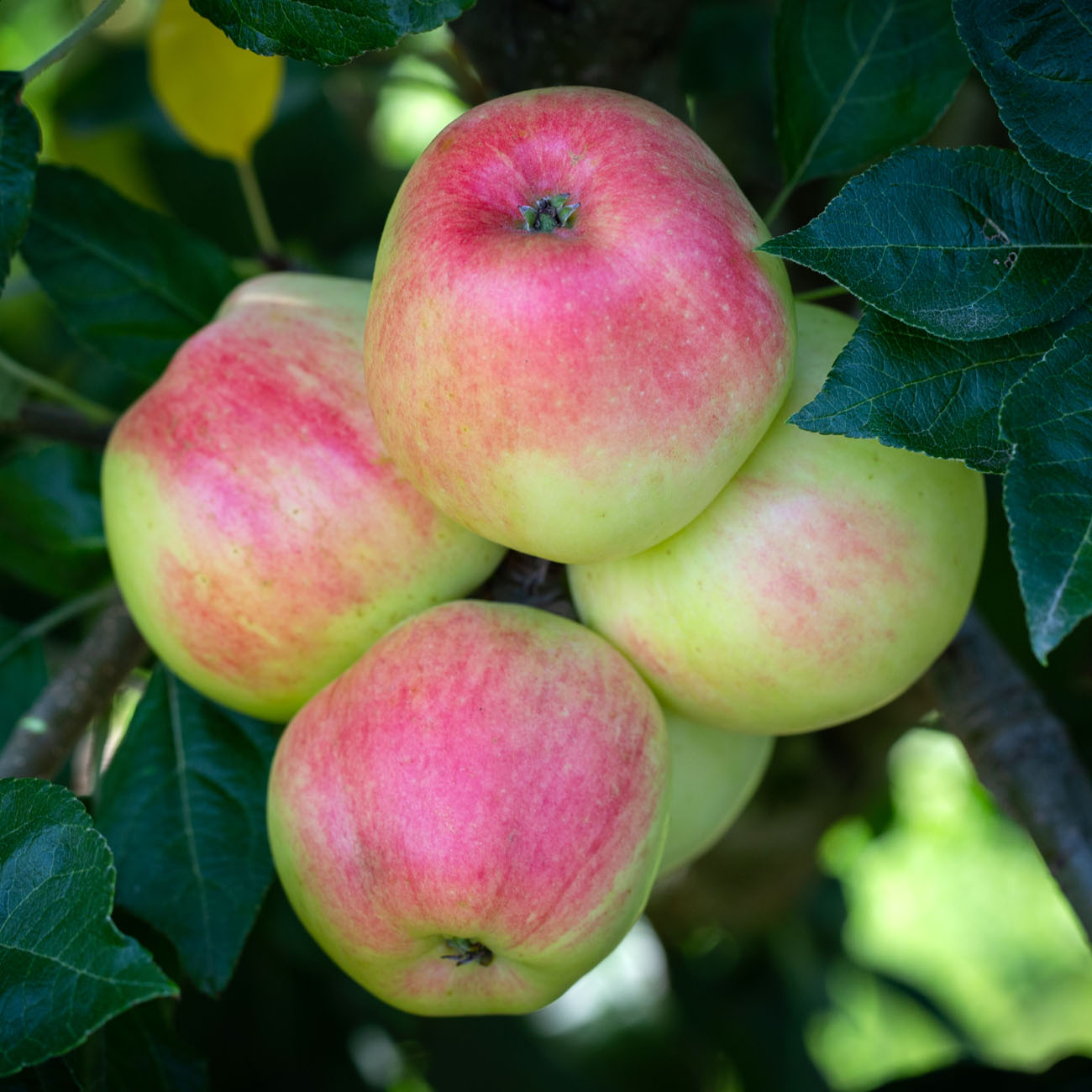 The Best Cooking Apples to Grow in the UK | Frank P Matthews