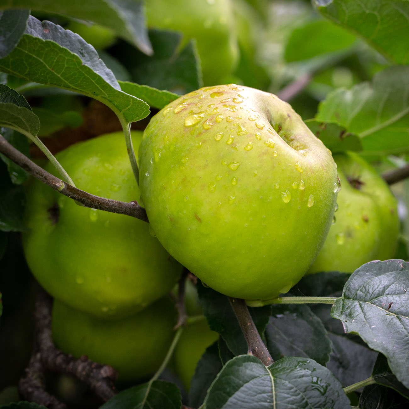 The Best Cooking Apples to Grow in the UK | Frank P Matthews