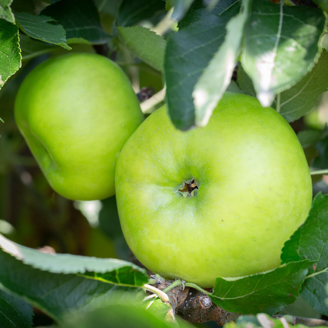 The Best Cooking Apples to Grow in the UK | Frank P Matthews