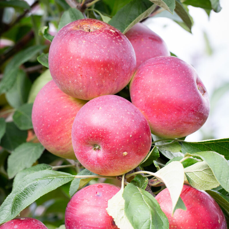 The Best Cooking Apples to Grow in the UK | Frank P Matthews