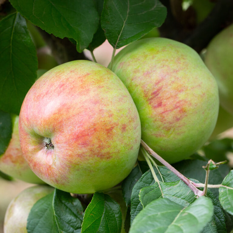 The Best Cooking Apples to Grow in the UK | Frank P Matthews