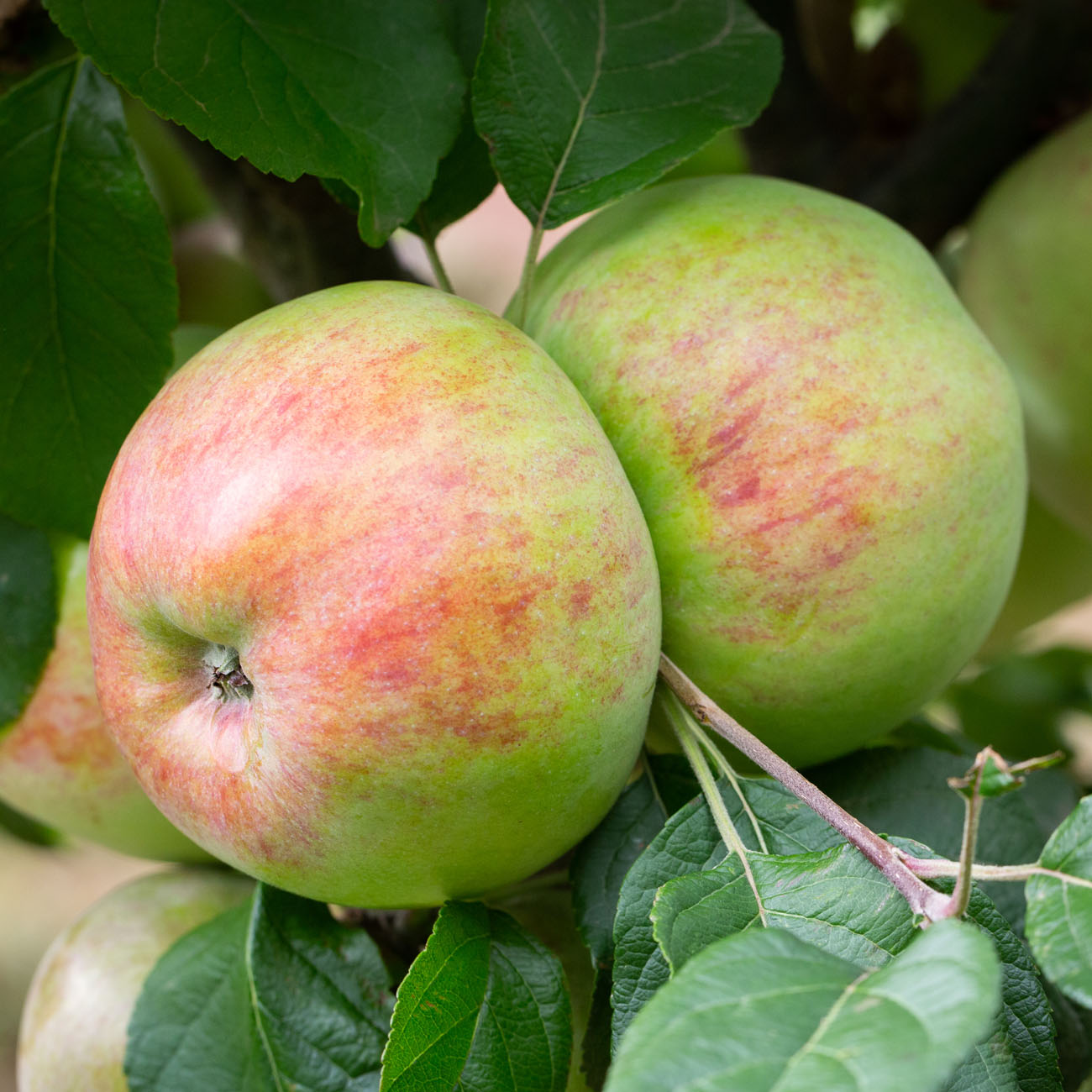 The Best Cooking Apples to Grow in the UK | Frank P Matthews